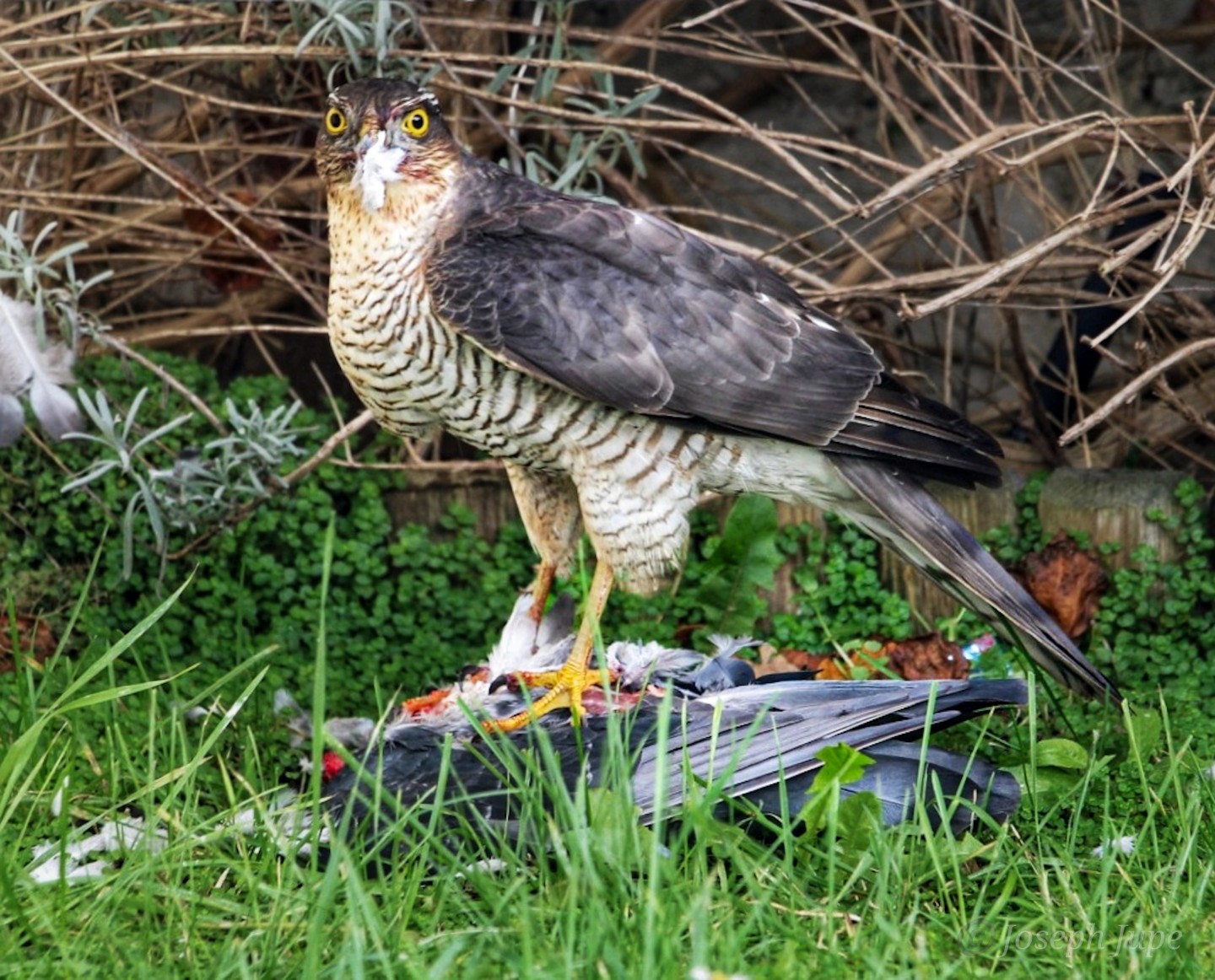 Hayling Island Camera Club